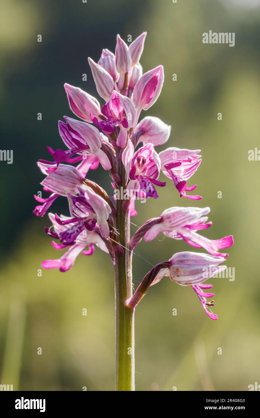Orchis militaris, known as Military orchid, Military orchis, Soldier ...