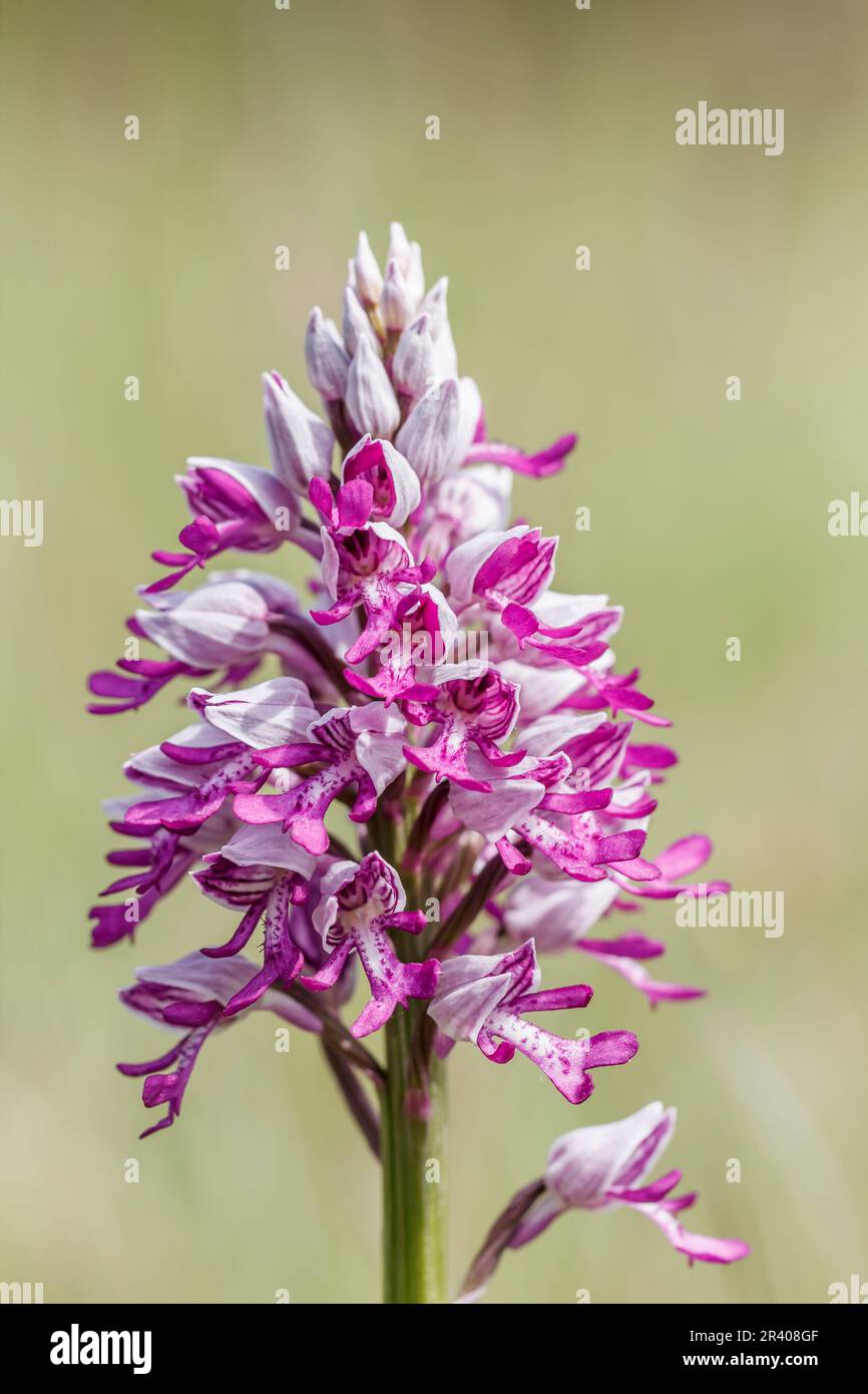 Orchis militaris, known as Military orchid, Military orchis, Soldier ...