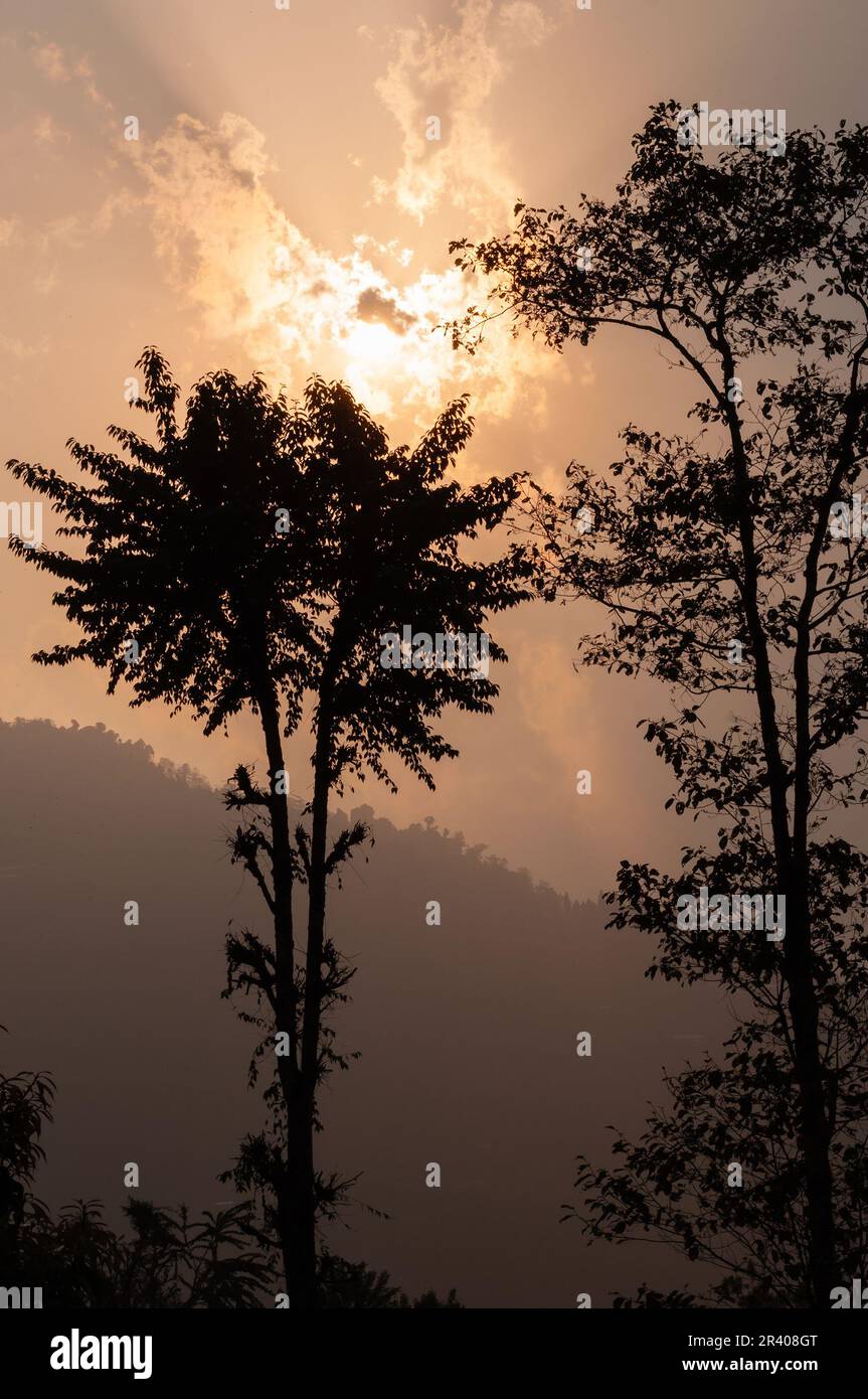 Sun set behind trees and Himalayan mountains in the background with ...