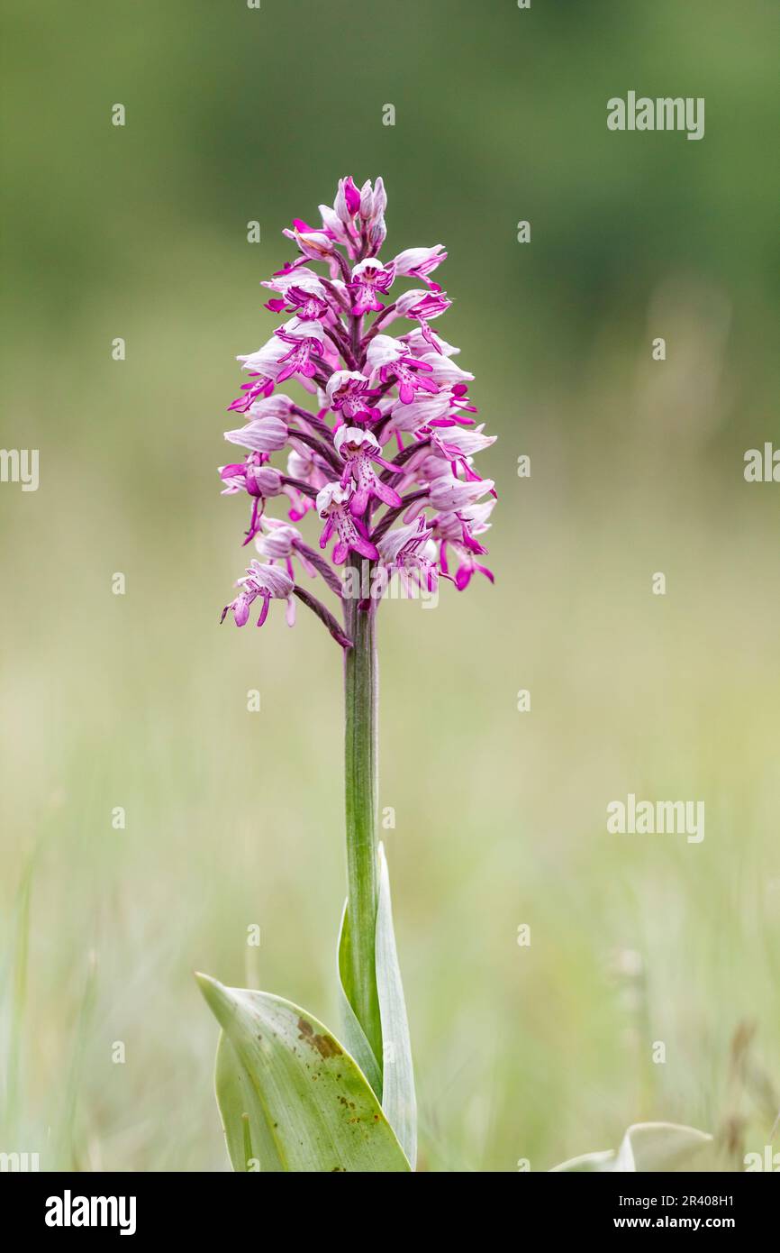 Orchis militaris, known as Military orchid, Military orchis, Soldier ...