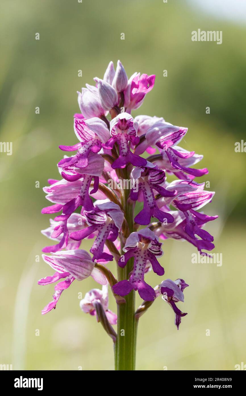 Orchis militaris, known as Military orchid, Military orchis, Soldier ...