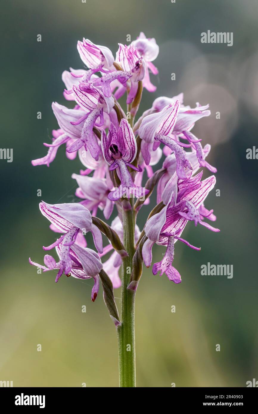 Orchis militaris, known as Military orchid, Military orchis, Soldier ...