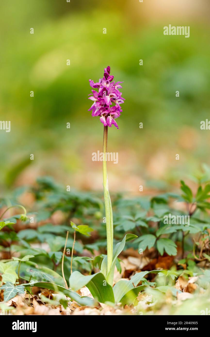 Orchis mascula, known as Early purple orchid, Blue butcher orchid ...