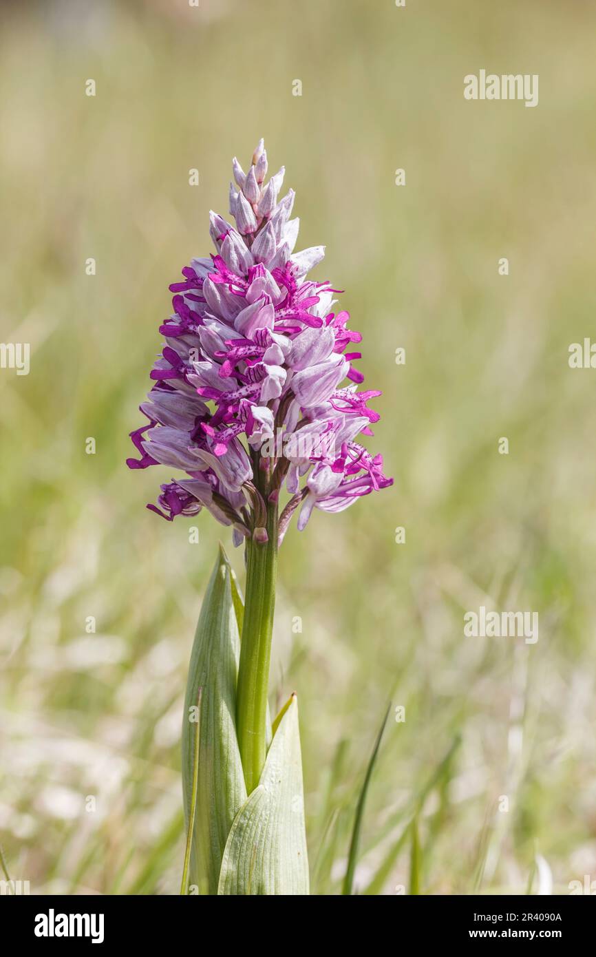 Orchis militaris, known as Military orchid, Military orchis, Soldier ...