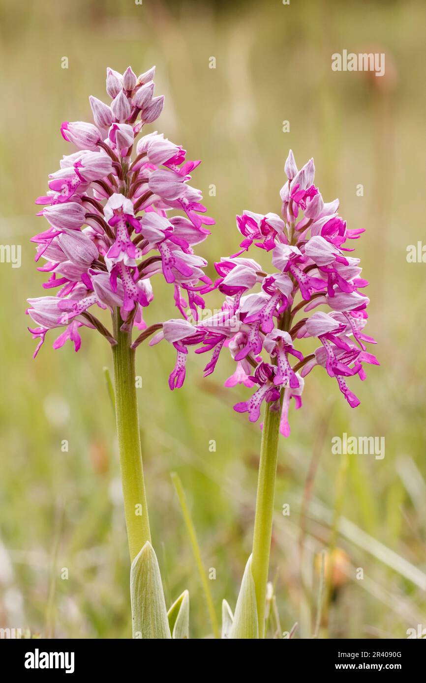Orchis militaris, known as Military orchid, Military orchis, Soldier ...