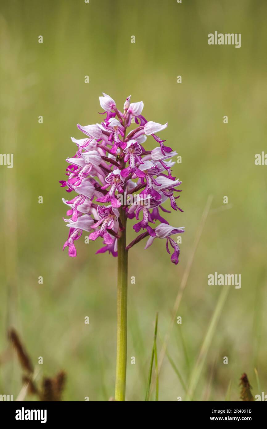 Orchis militaris, known as Military orchid, Military orchis, Soldier ...