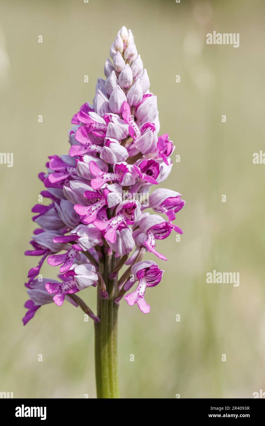 Orchis militaris, known as Military orchid, Military orchis, Soldier ...
