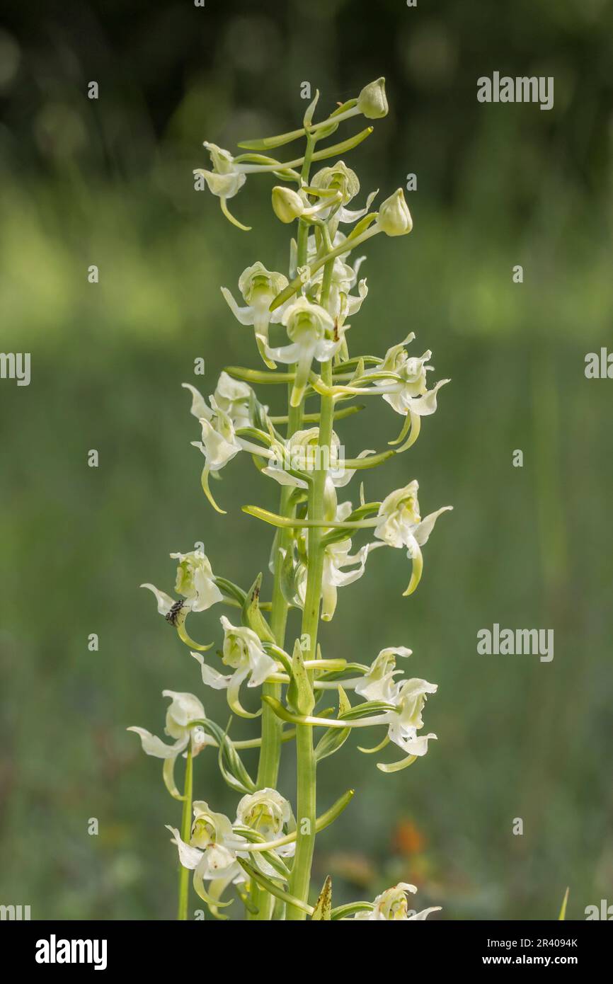 Platanthera chlorantha, known as Greater butterfly-orchid, Greater ...