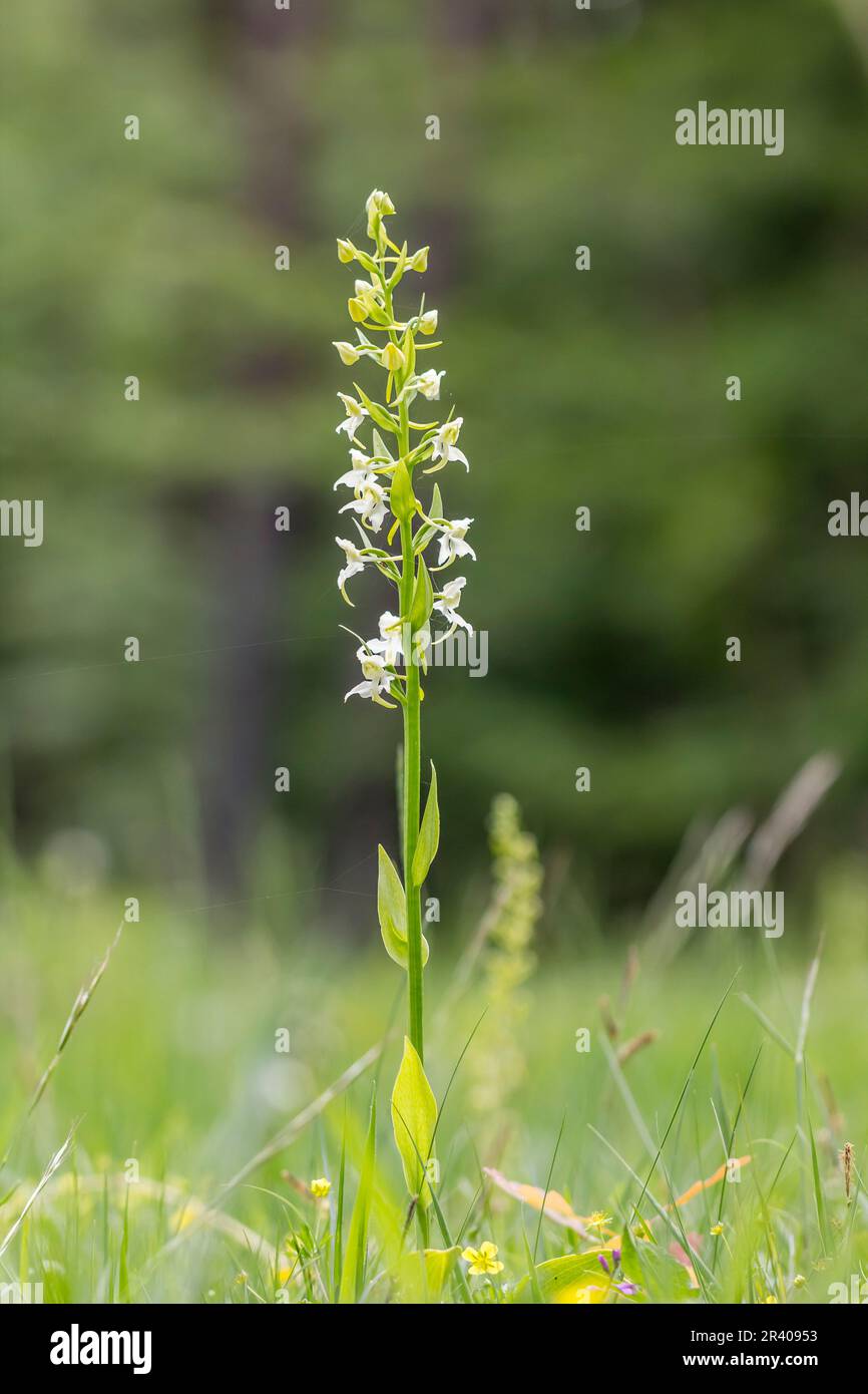 Platanthera chlorantha, known as Greater butterfly-orchid, Greater ...