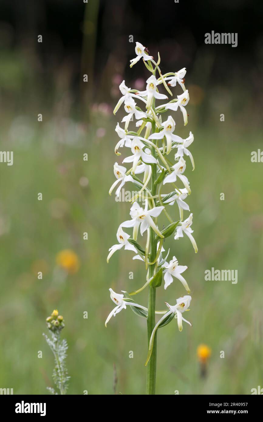 Platanthera chlorantha, known as Greater butterfly-orchid, Greater ...