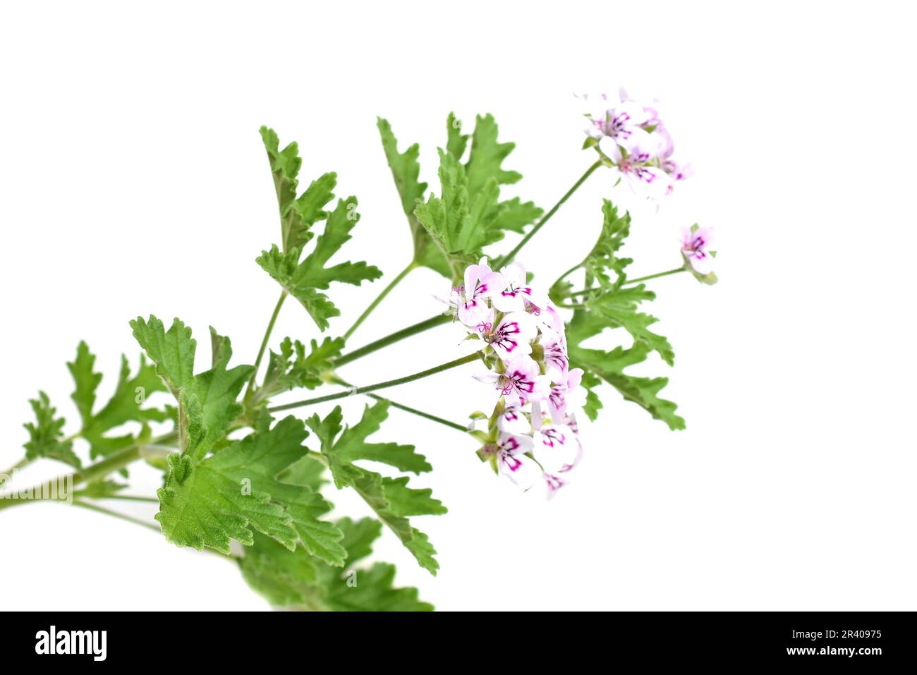 Pelargonium crispum the lemon-scented geranium isolated on white ...