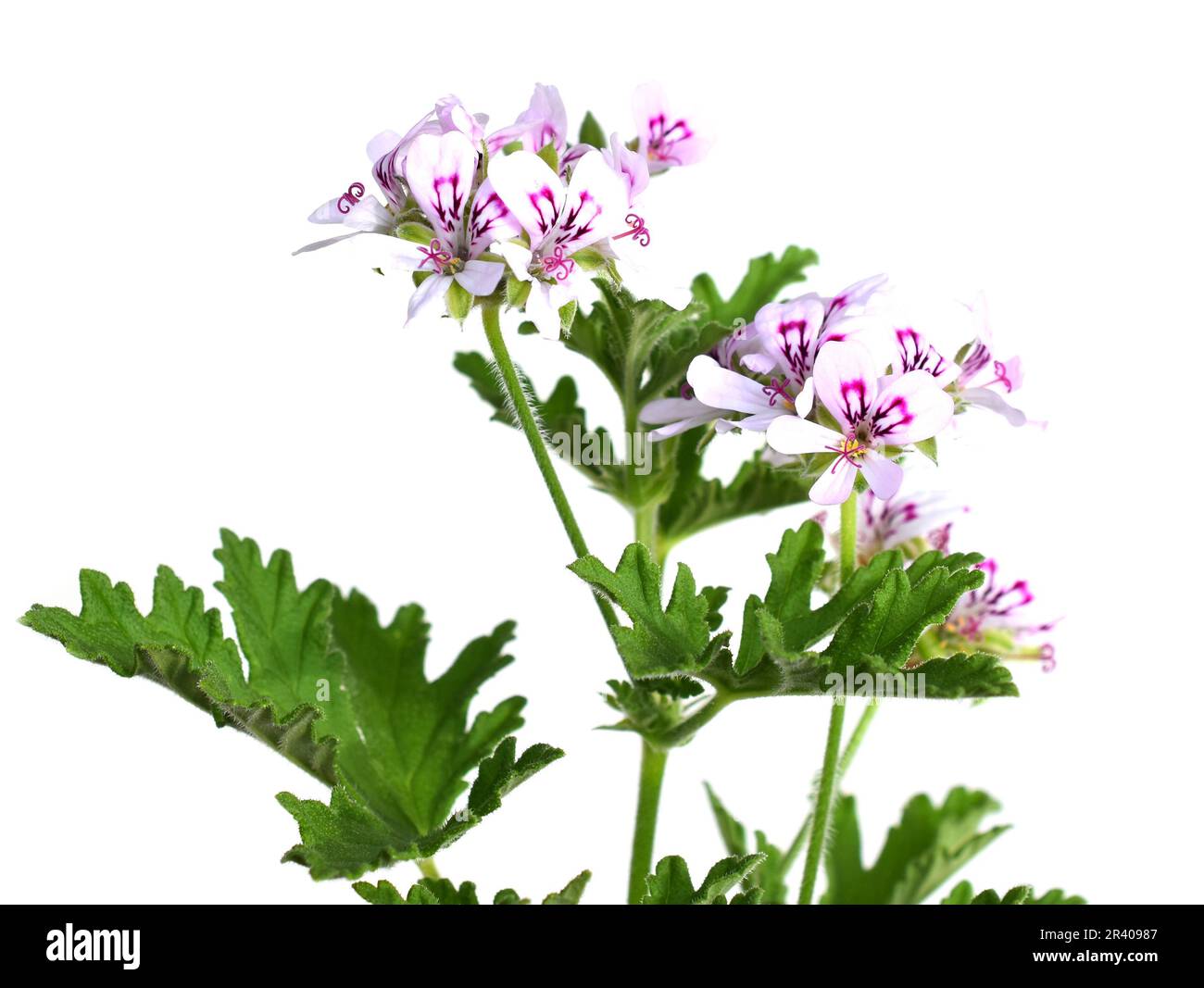 Pelargonium crispum the lemon-scented geranium isolated on white ...