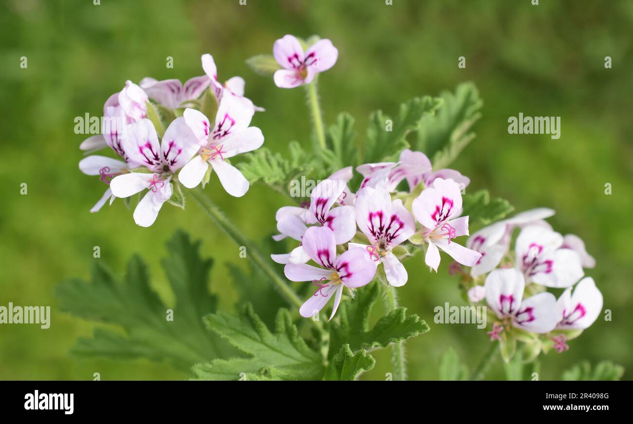Pelargonium crispum the lemon-scented geranium in a garden Stock Photo ...