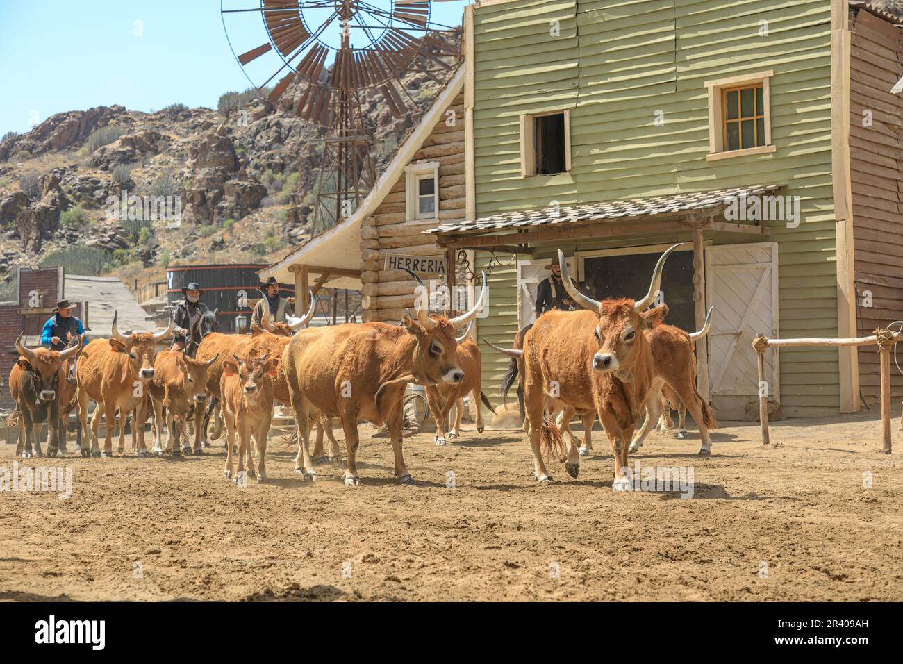 Gran Canaria - April 2023: longhorn cattle running at Sioux City, a ...