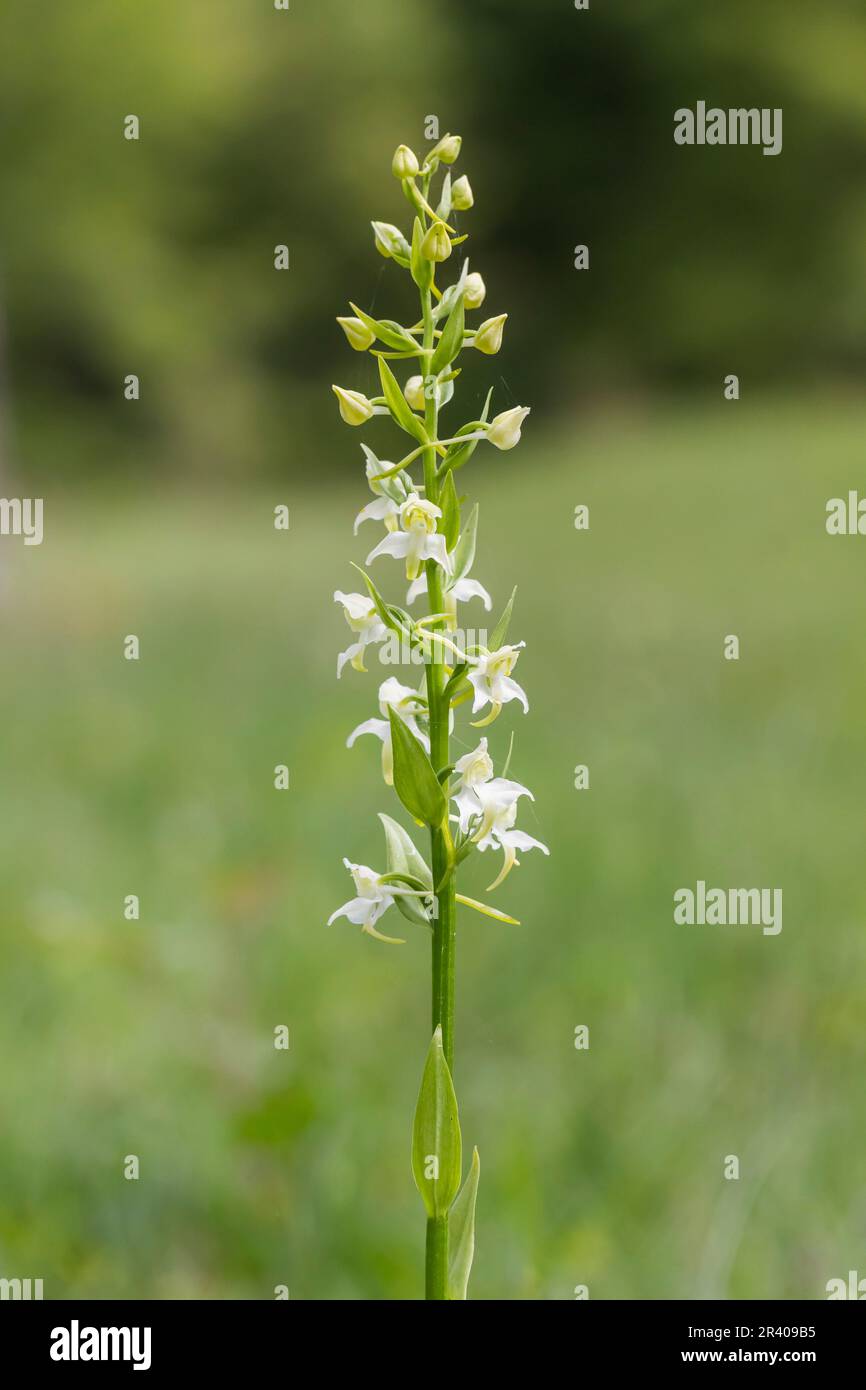 Platanthera chlorantha, known as Greater butterfly-orchid, Greater ...