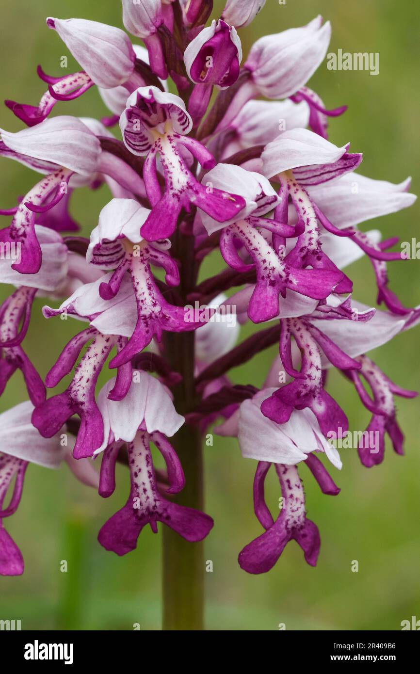 Orchis militaris, known as military orchid, military orchis, soldier ...