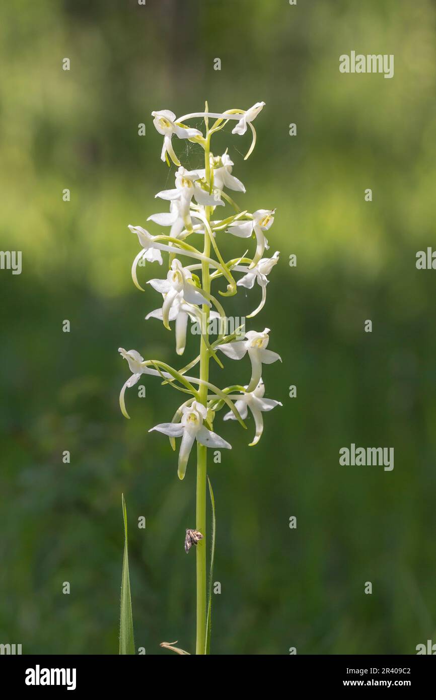 Platanthera chlorantha, known as Greater butterfly-orchid, Greater ...