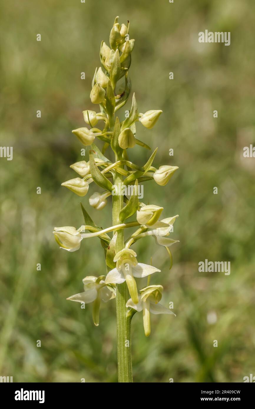 Platanthera chlorantha, known as Greater butterfly-orchid, Greater ...