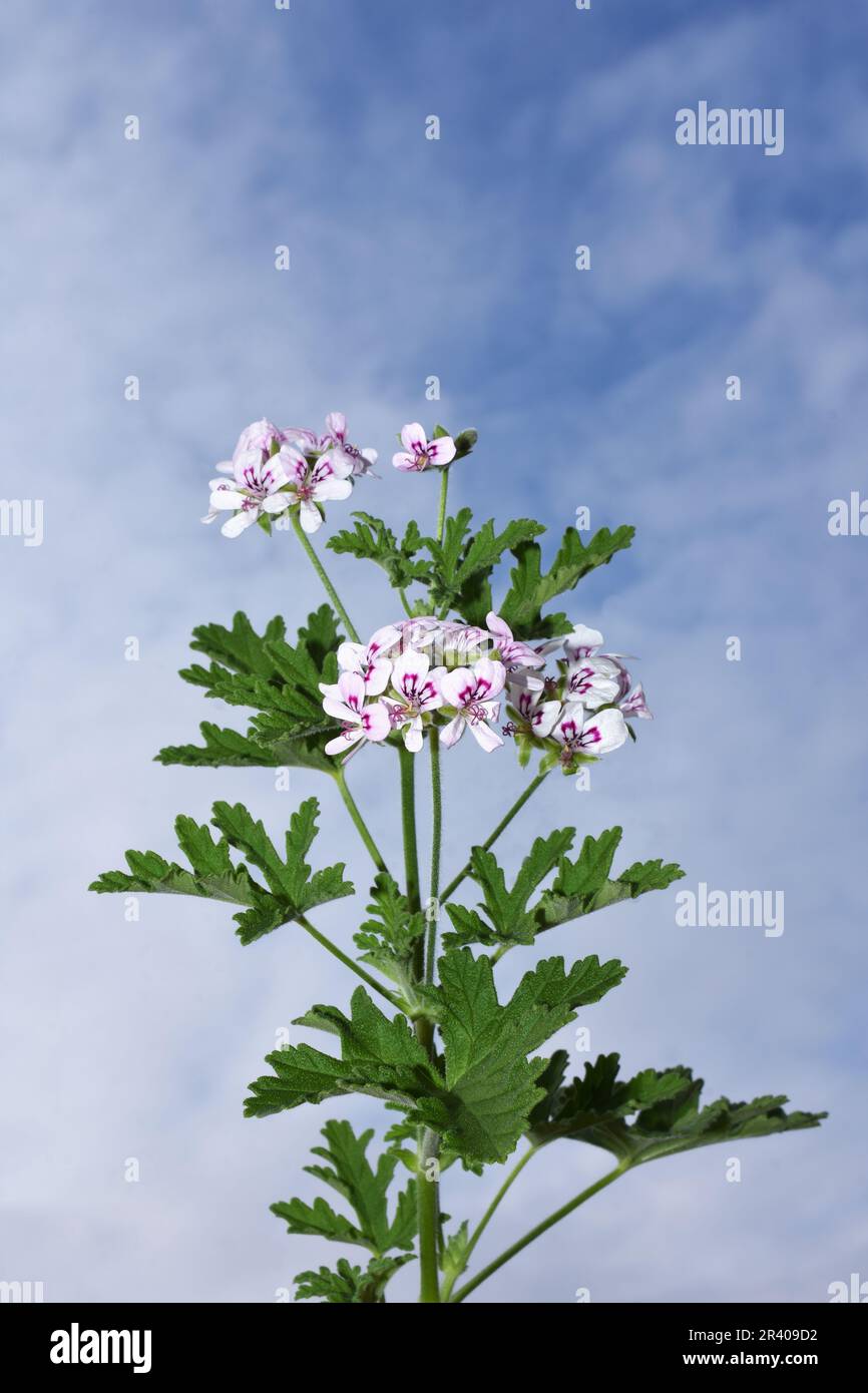 Pelargonium crispum the lemon-scented geranium on blue sky background ...