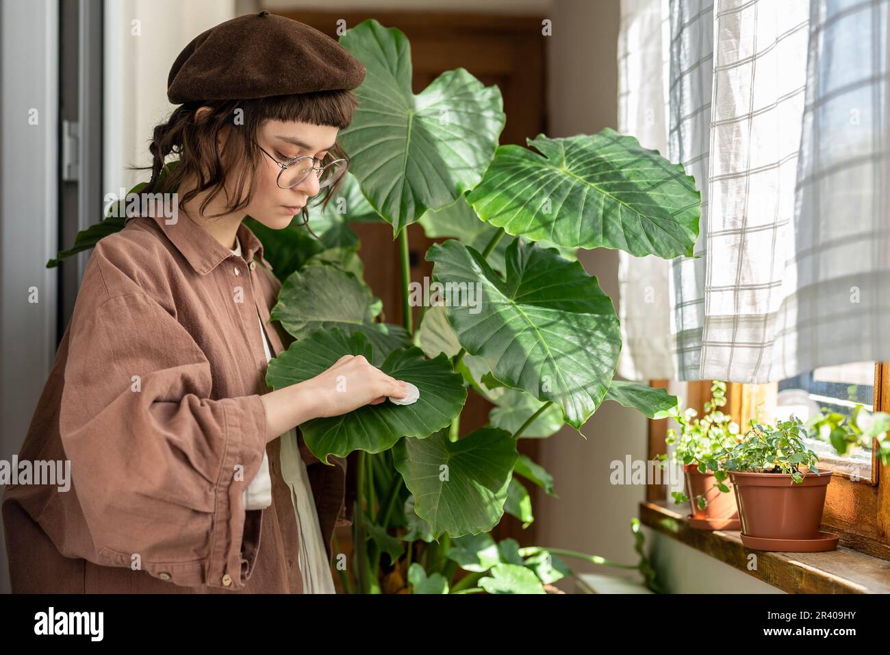 Girl wiping dust from plant leaves, taking care of houseplant Alocasia ...