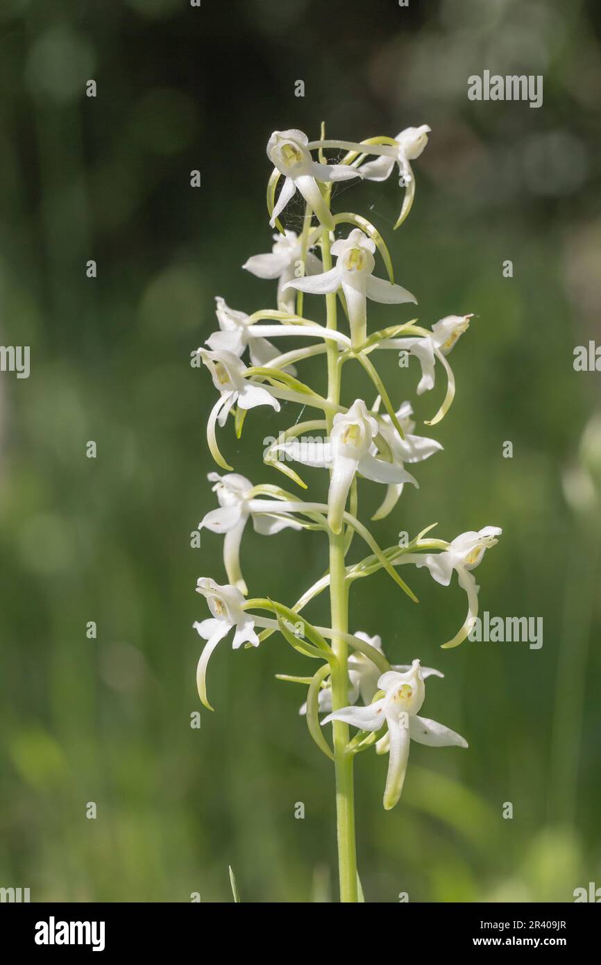 Platanthera chlorantha, known as Greater butterfly-orchid, Greater ...