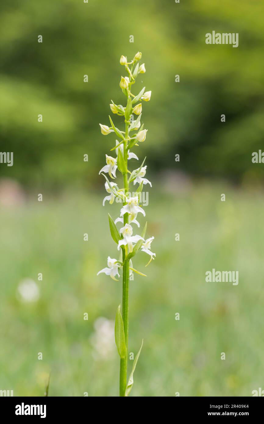 Platanthera chlorantha, known as Greater butterfly-orchid, Greater ...