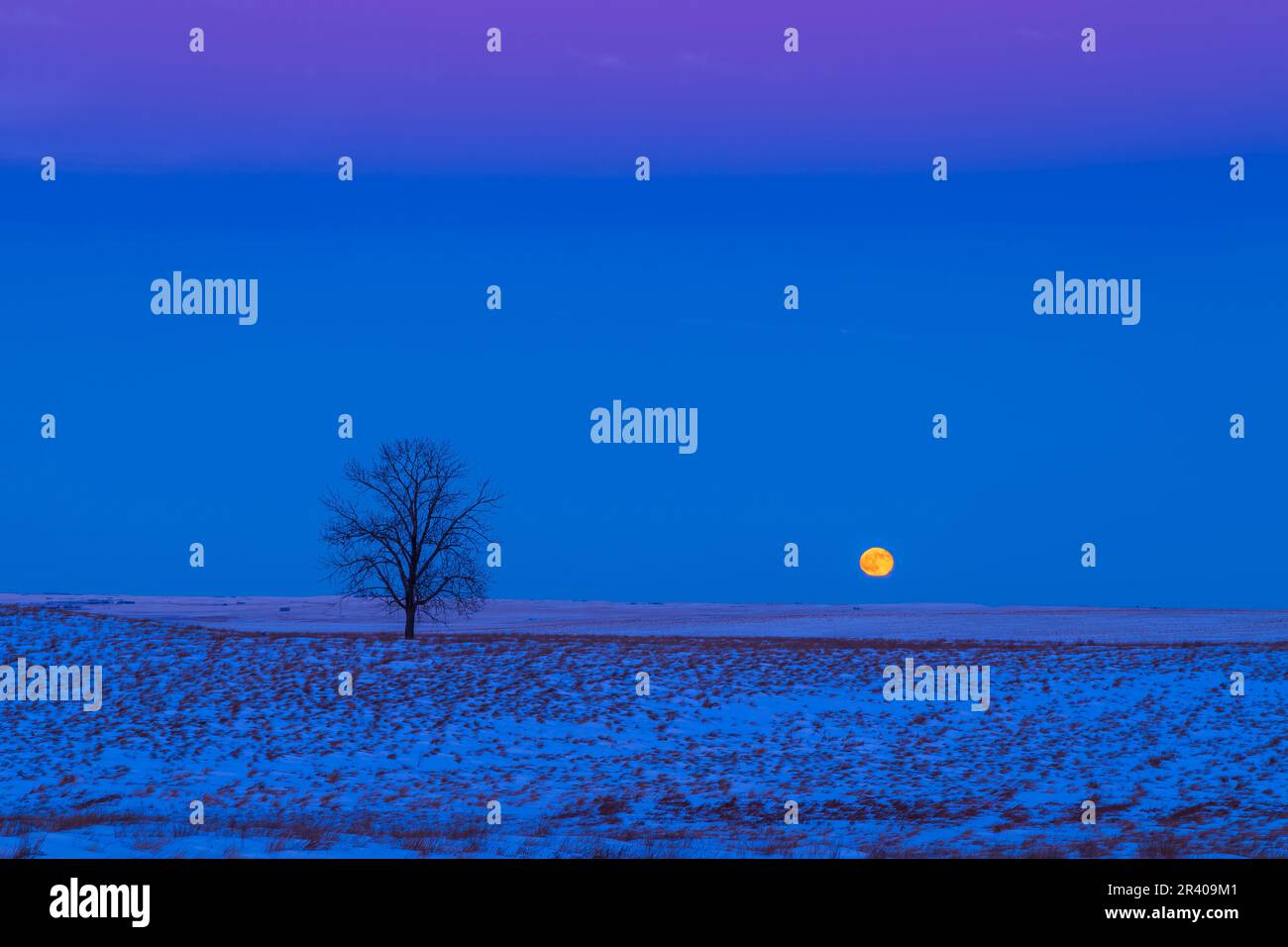 The rising nearly full moon above a snowy prairie scene with a lone ...
