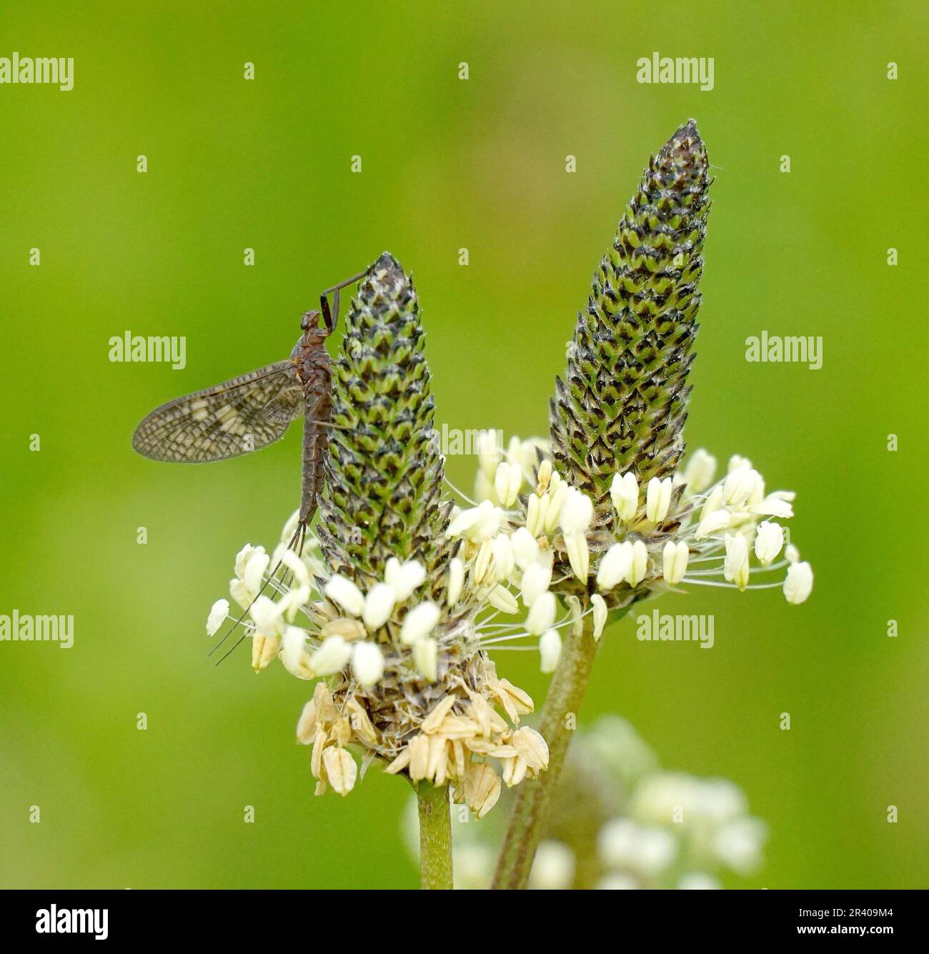 Mayfly, Ephemeroptera, steadily collecting pollen on ribwort plantain ...