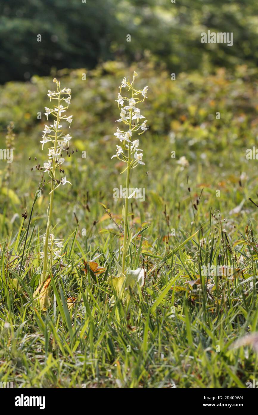 Platanthera chlorantha, known as Greater butterfly-orchid, Greater ...
