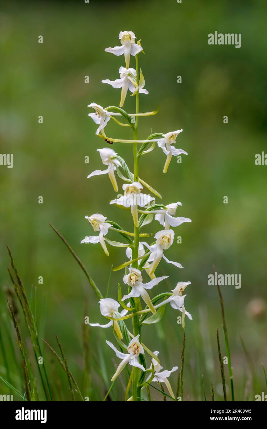 Platanthera chlorantha, known as Greater butterfly-orchid, Greater ...