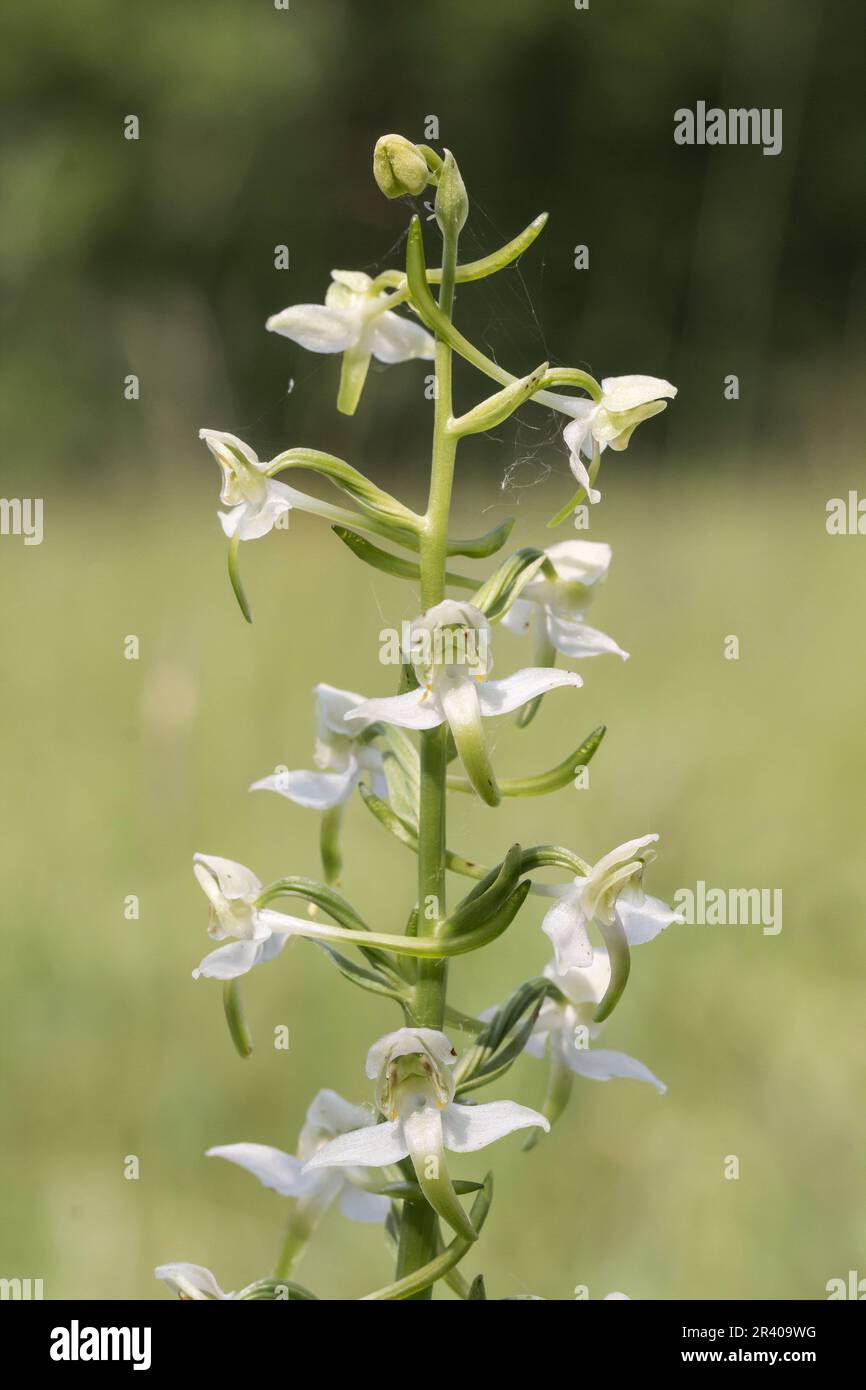 Platanthera chlorantha, known as Greater butterfly-orchid, Greater ...