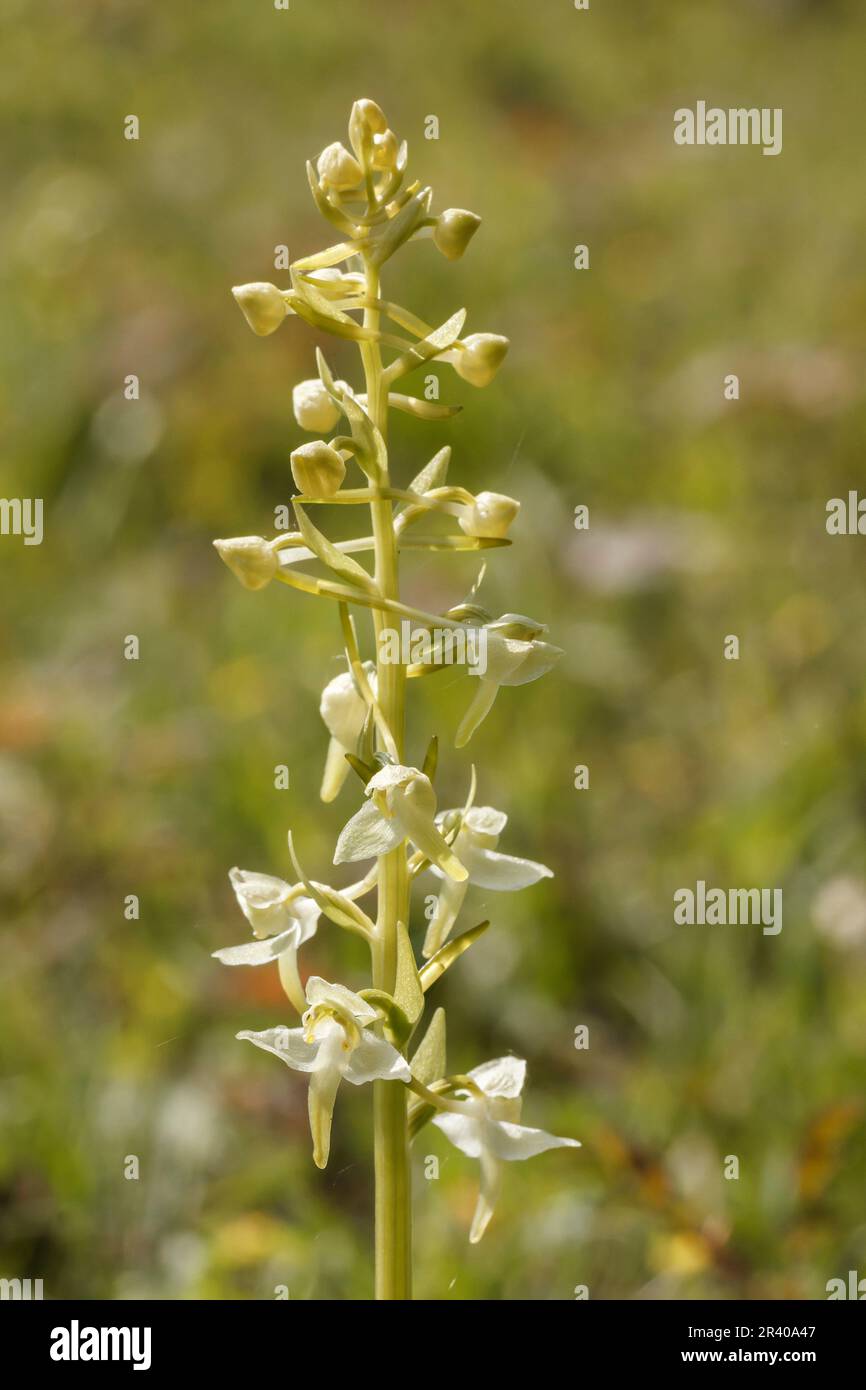 Platanthera chlorantha, known as Greater butterfly-orchid, Greater ...