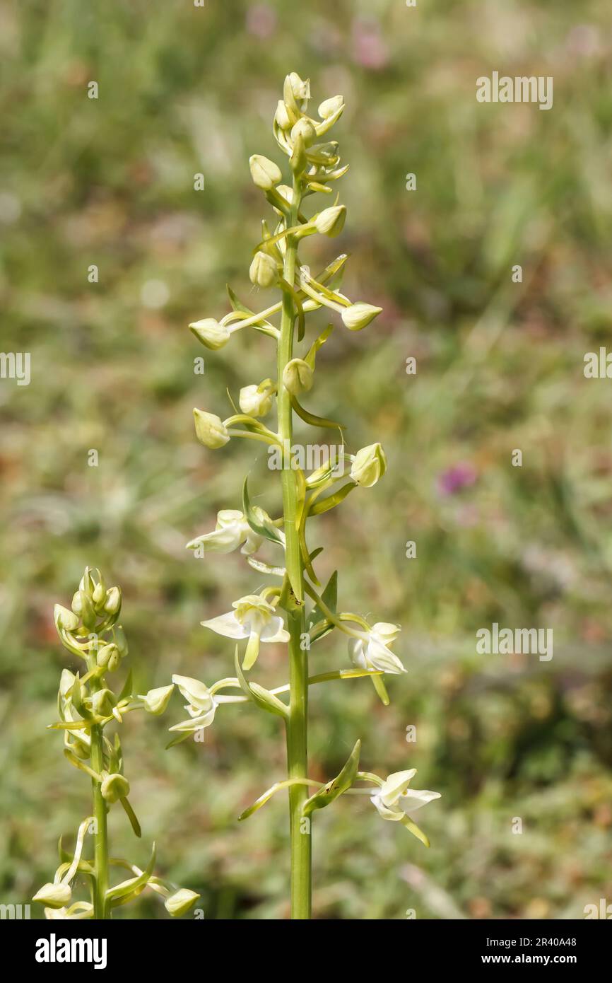 Platanthera chlorantha, known as Greater butterfly-orchid, Greater ...