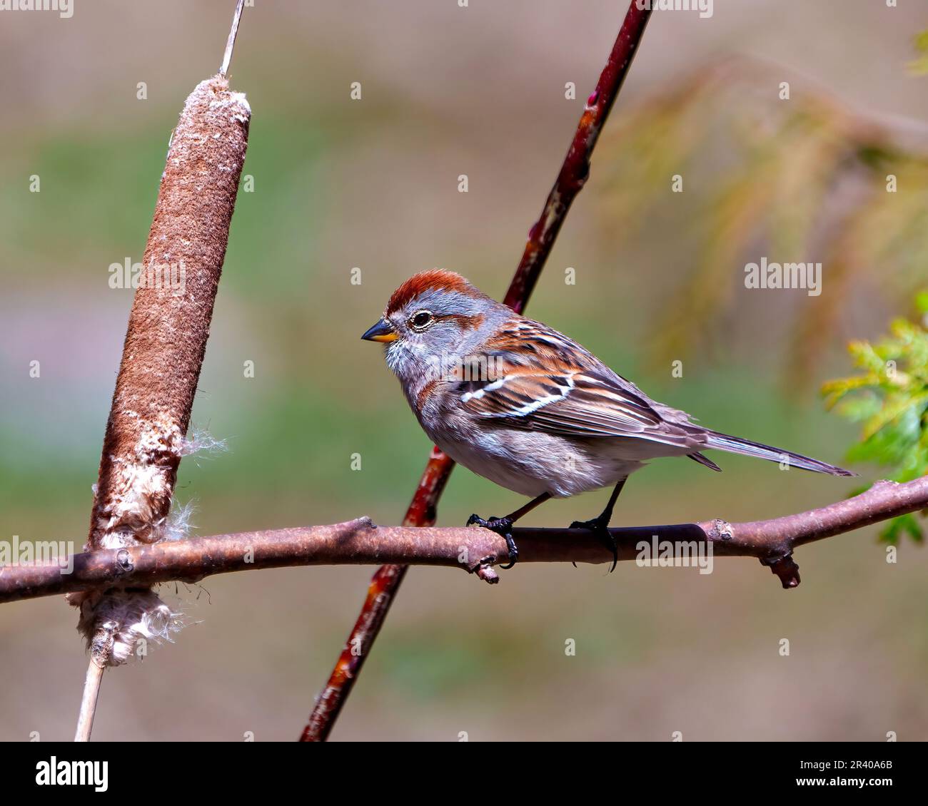 American Tree Sparrow close-up side view perched with colourful ...