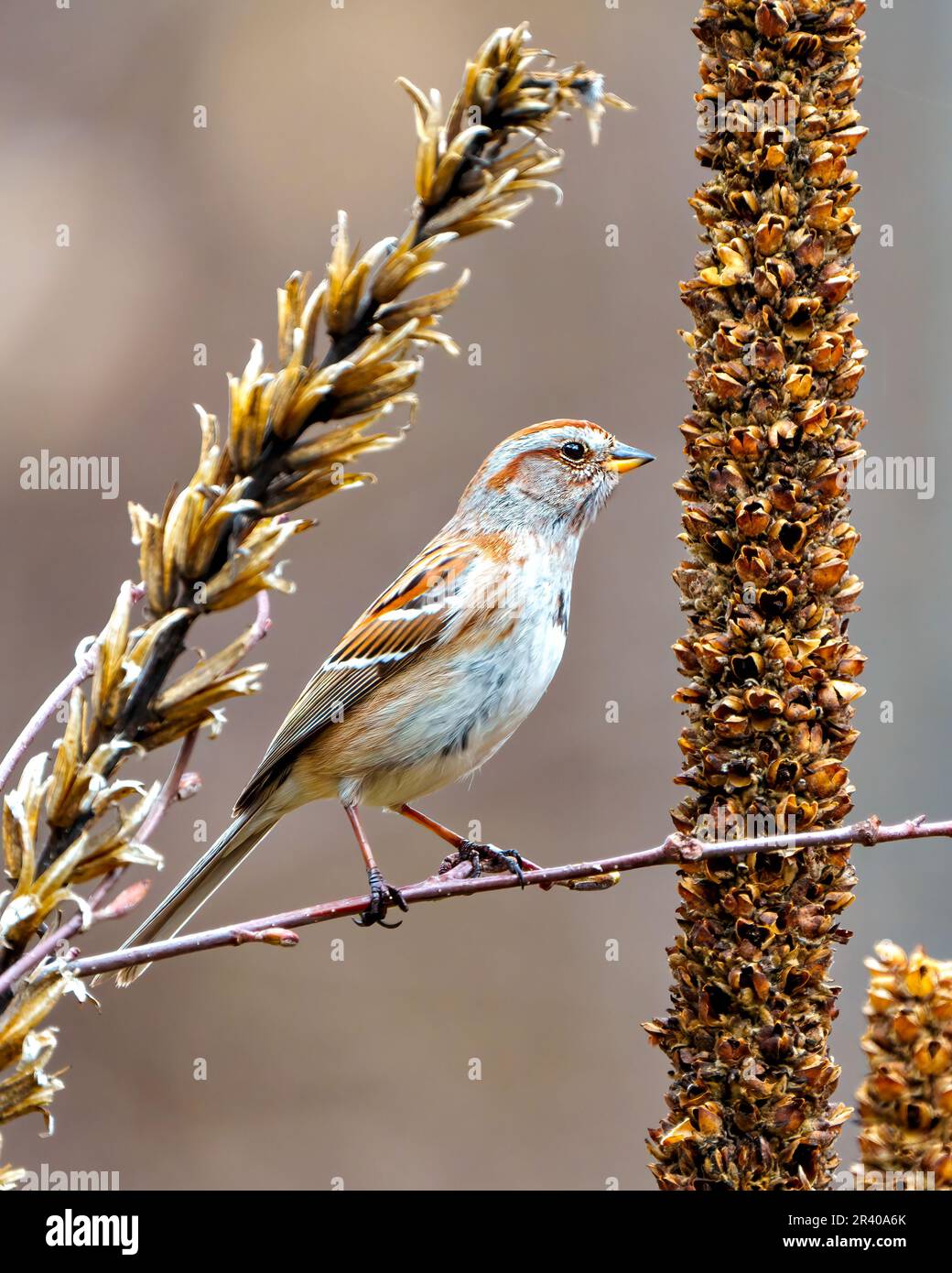 American Tree Sparrow close-up side view perched with brown background ...