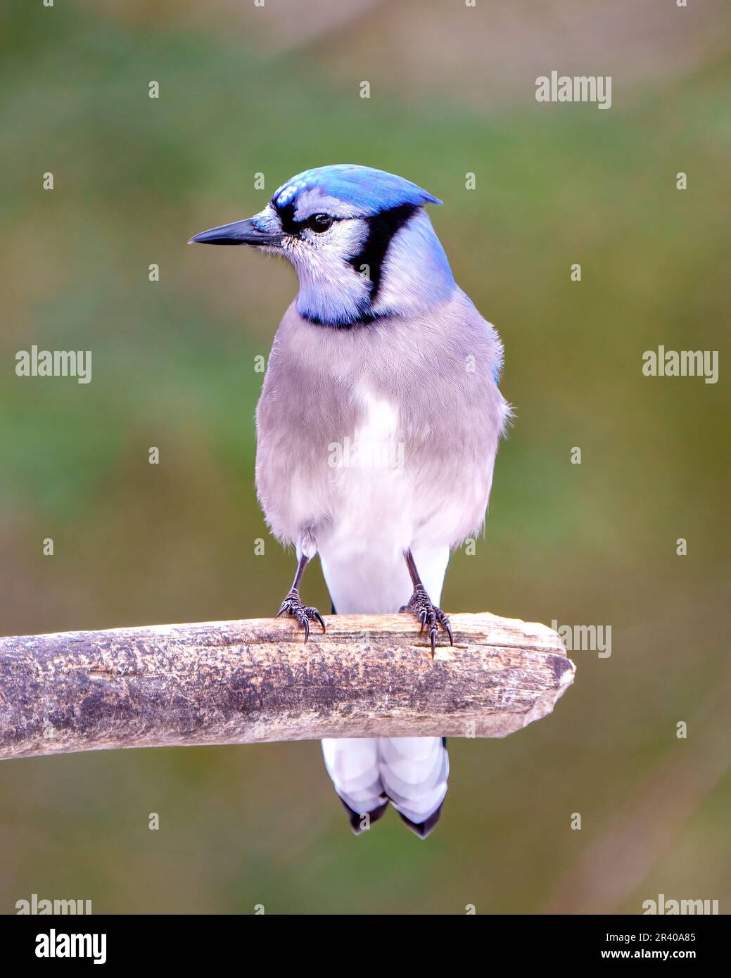 Blue Jay close-up front view perched on a tree branch with a forest blur background in its ...