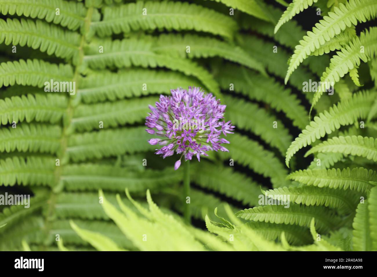 An Allium growing between ferns Stock Photo - Alamy