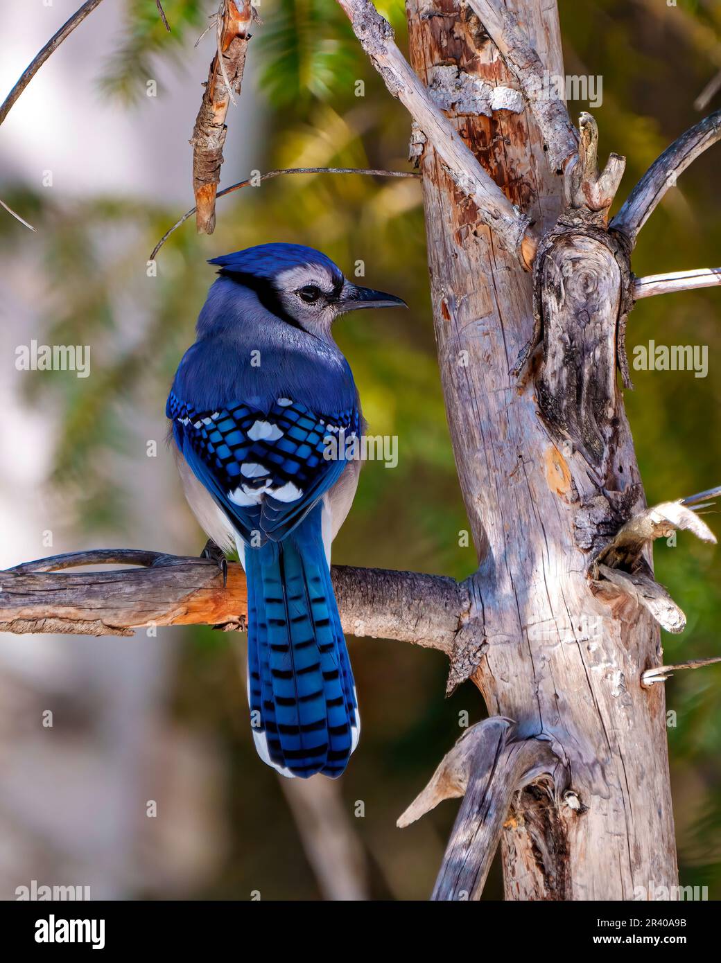 Back view of a jay hi-res stock photography and images - Alamy