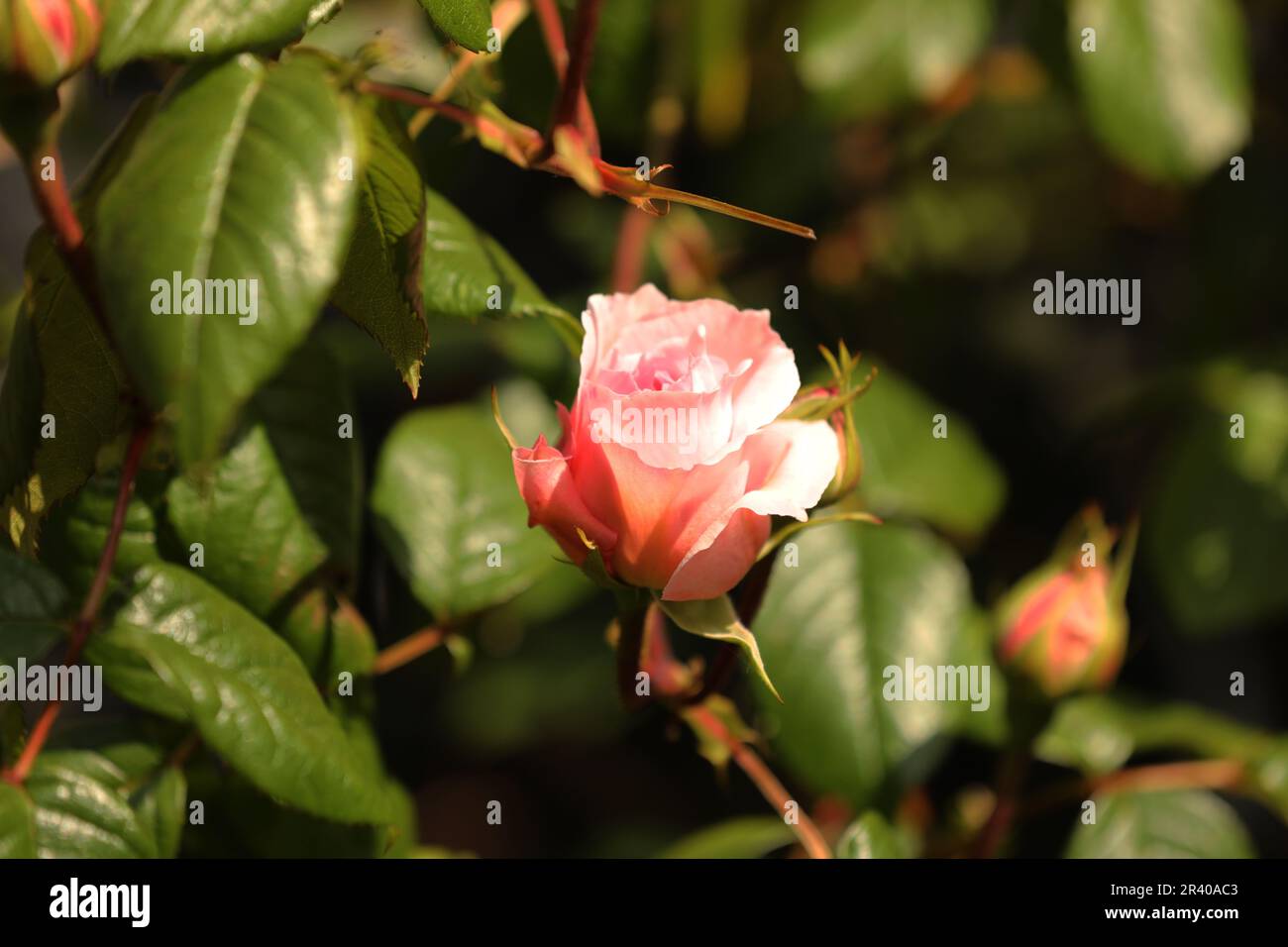 A pink rose bud opening in springtime Stock Photo - Alamy