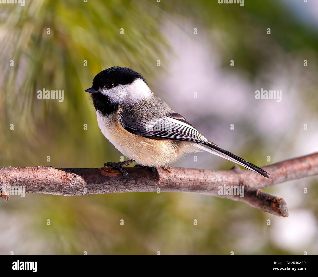 Chickadee close-up profile side view perched on a tree branch with blur ...