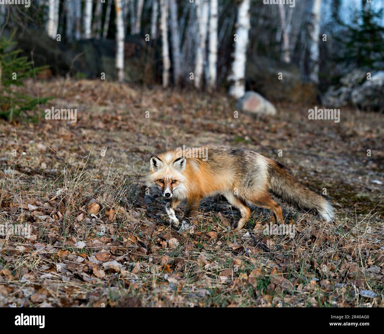 Red unique fox close-up profile side view in the spring season in its ...