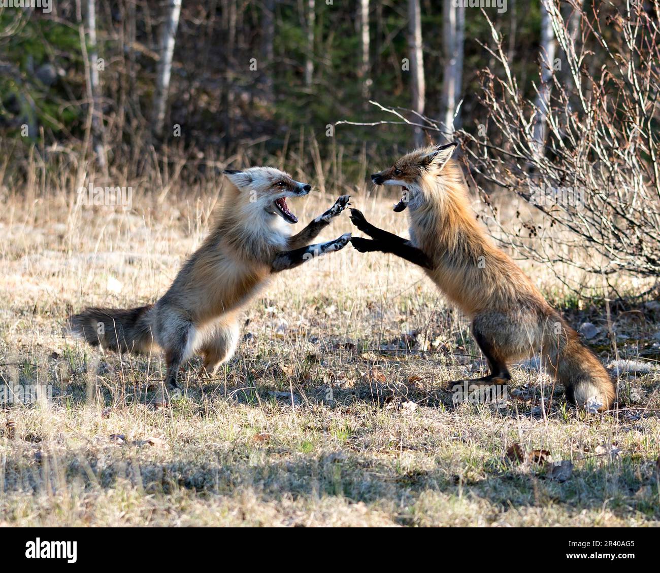 Foxes trotting, dancing, playing, fighting, interacting with a ...
