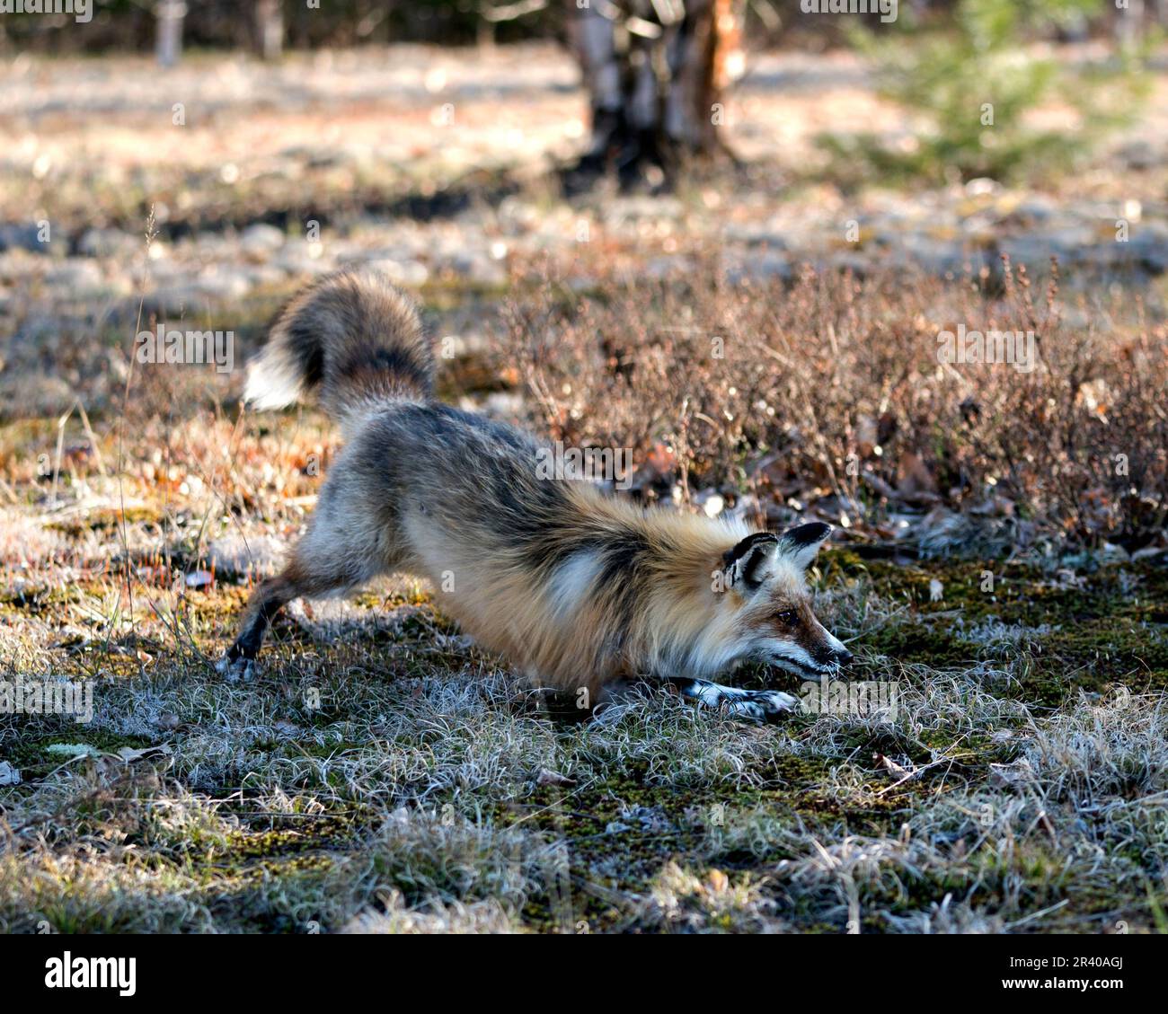 Red fox playing in the field with white moss and a blur foliage ...