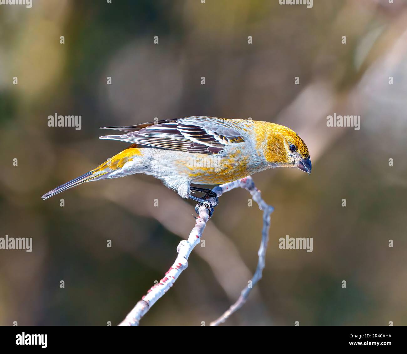 Pine Grosbeak female perched on a branch with a blur background in its ...