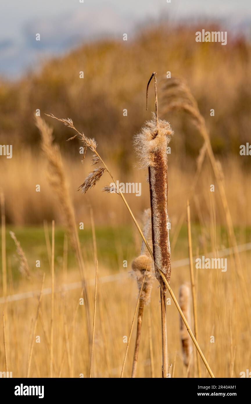 Kra dplant hi-res stock photography and images - Alamy