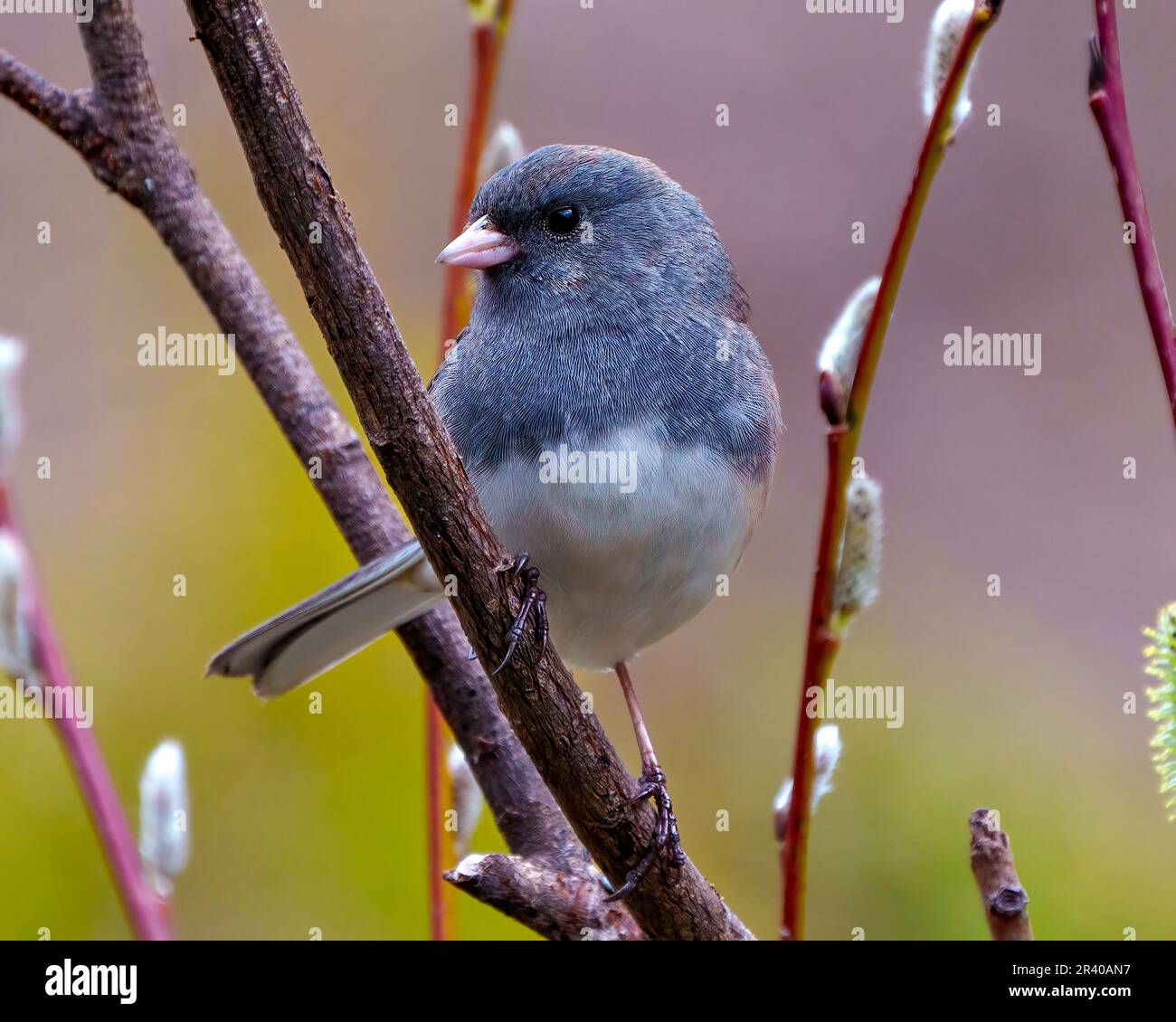 Junco close-up profile front view perched on leaf shoots with coloured ...