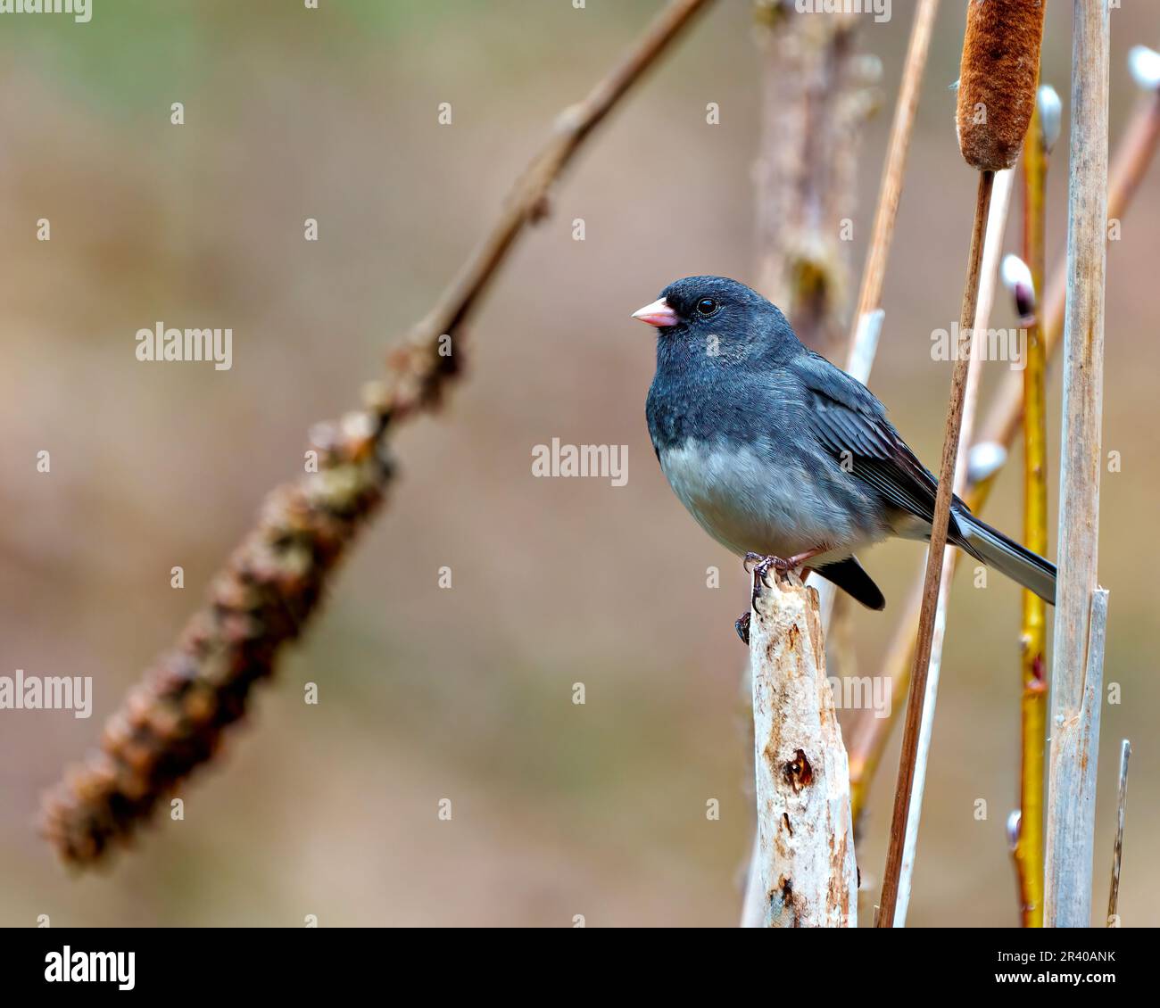Junco close-up side view perched on a twig with a brown soft background ...