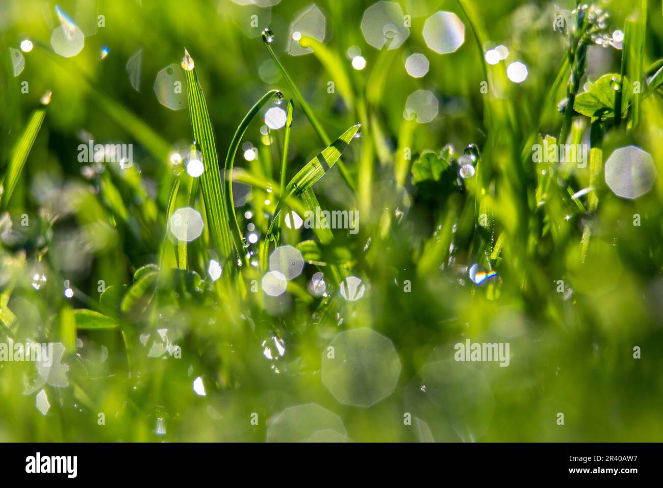 Early morning grass dew on back yard lawn Stock Photo - Alamy