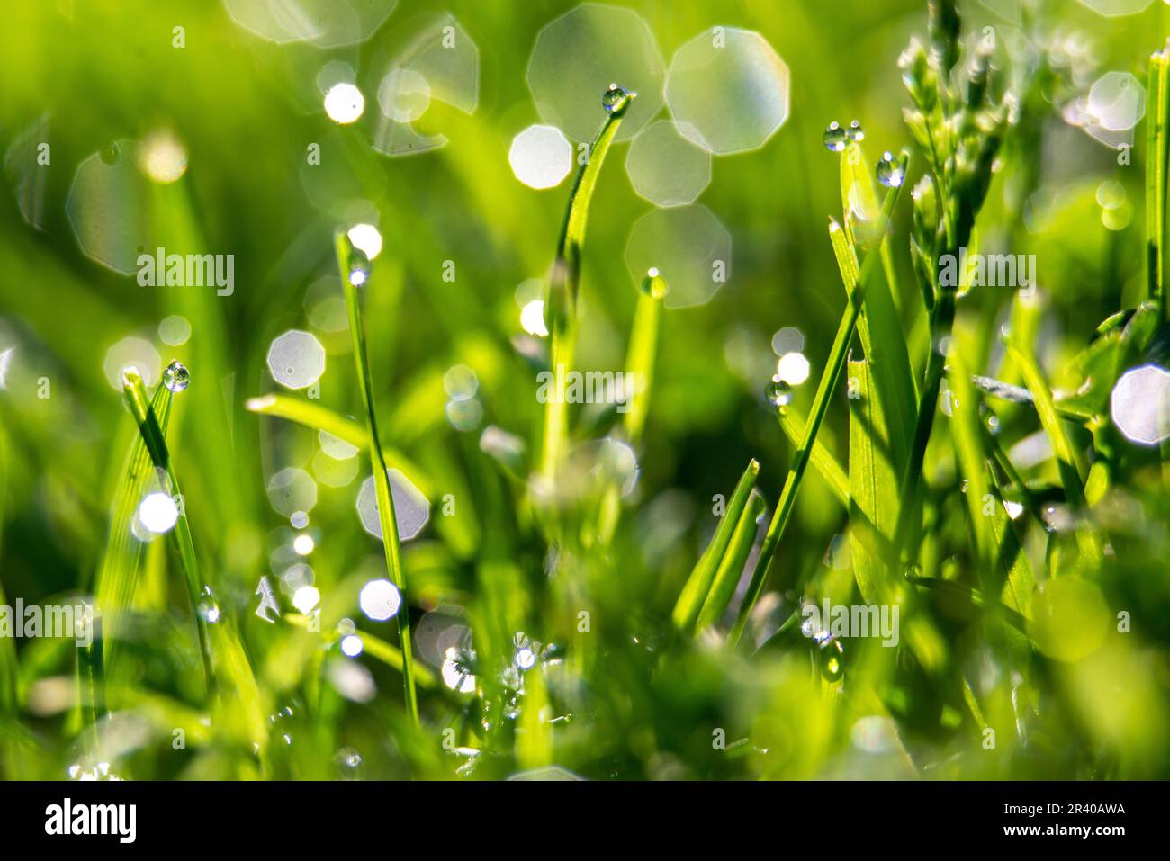 Early morning dew on garden leaves hi-res stock photography and images ...