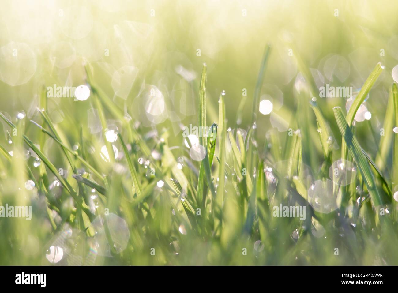 Early morning grass dew on back yard lawn Stock Photo - Alamy